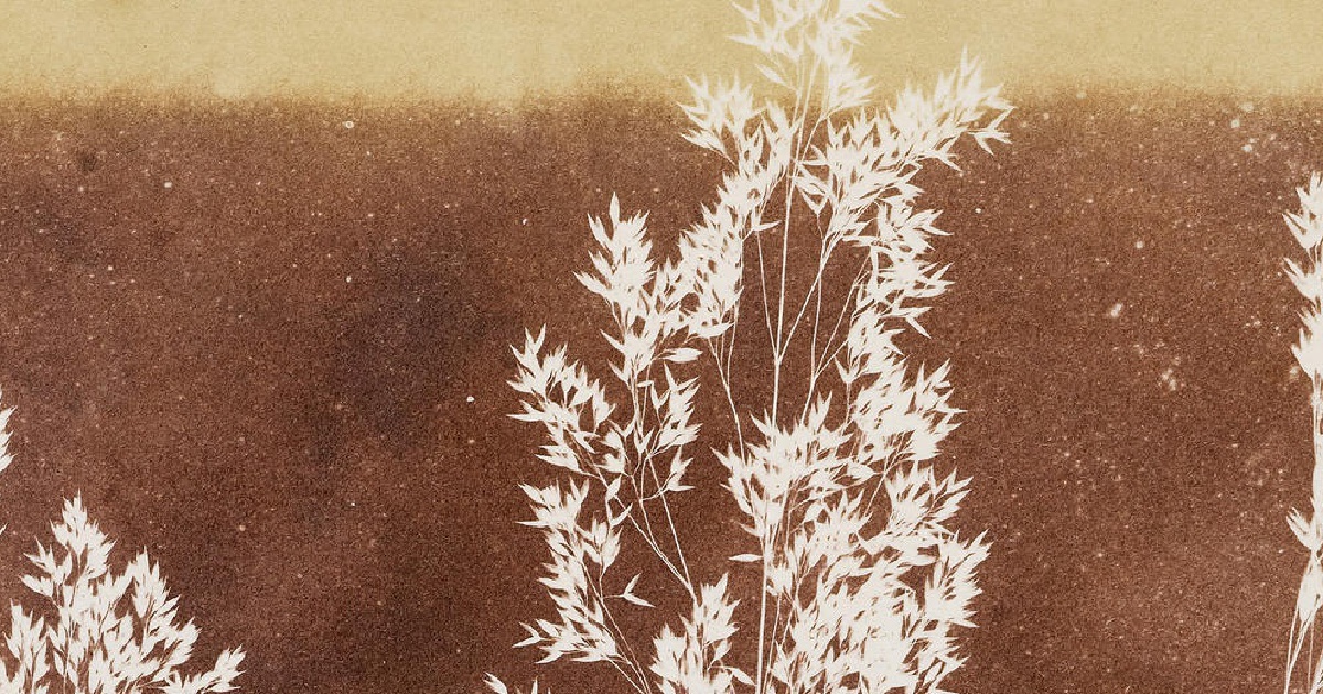 Garry Fabian Miller - Bodleian Libraries | Ingleby Gallery